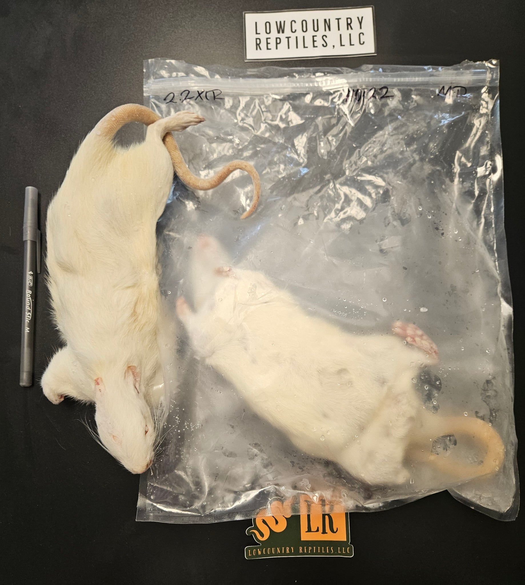 Colossal Rats – Lowcountry Reptiles