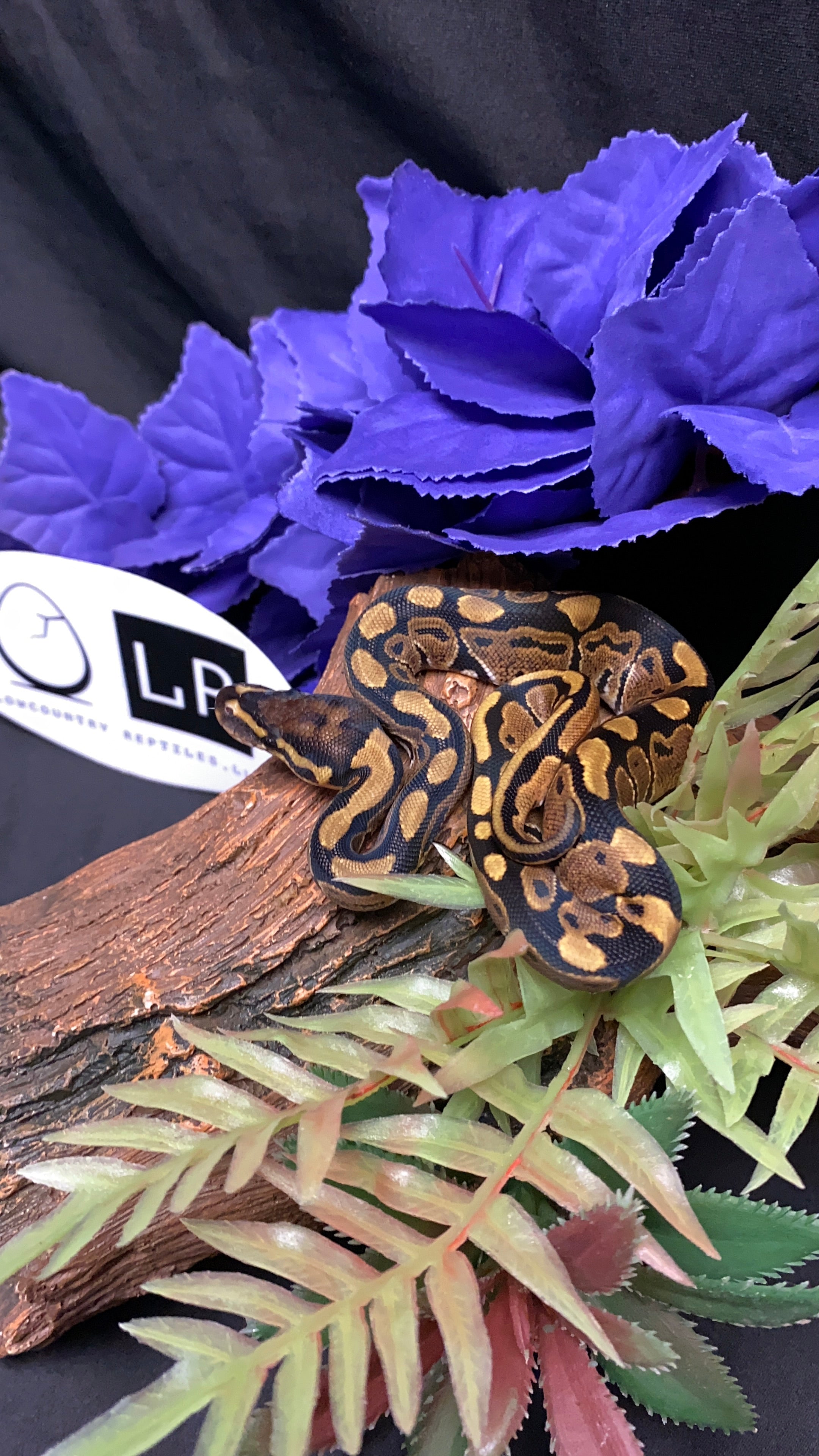 Ball Python - Classic/Normal 100% Het Ultramel - Female – Lowcountry ...