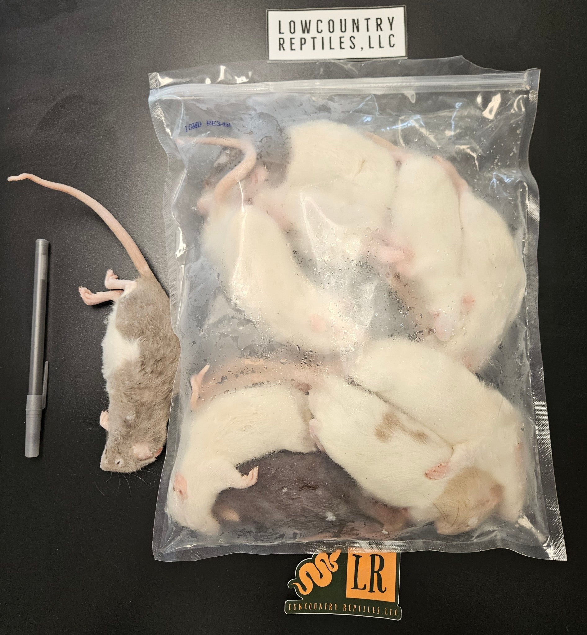 Medium Rats – Lowcountry Reptiles