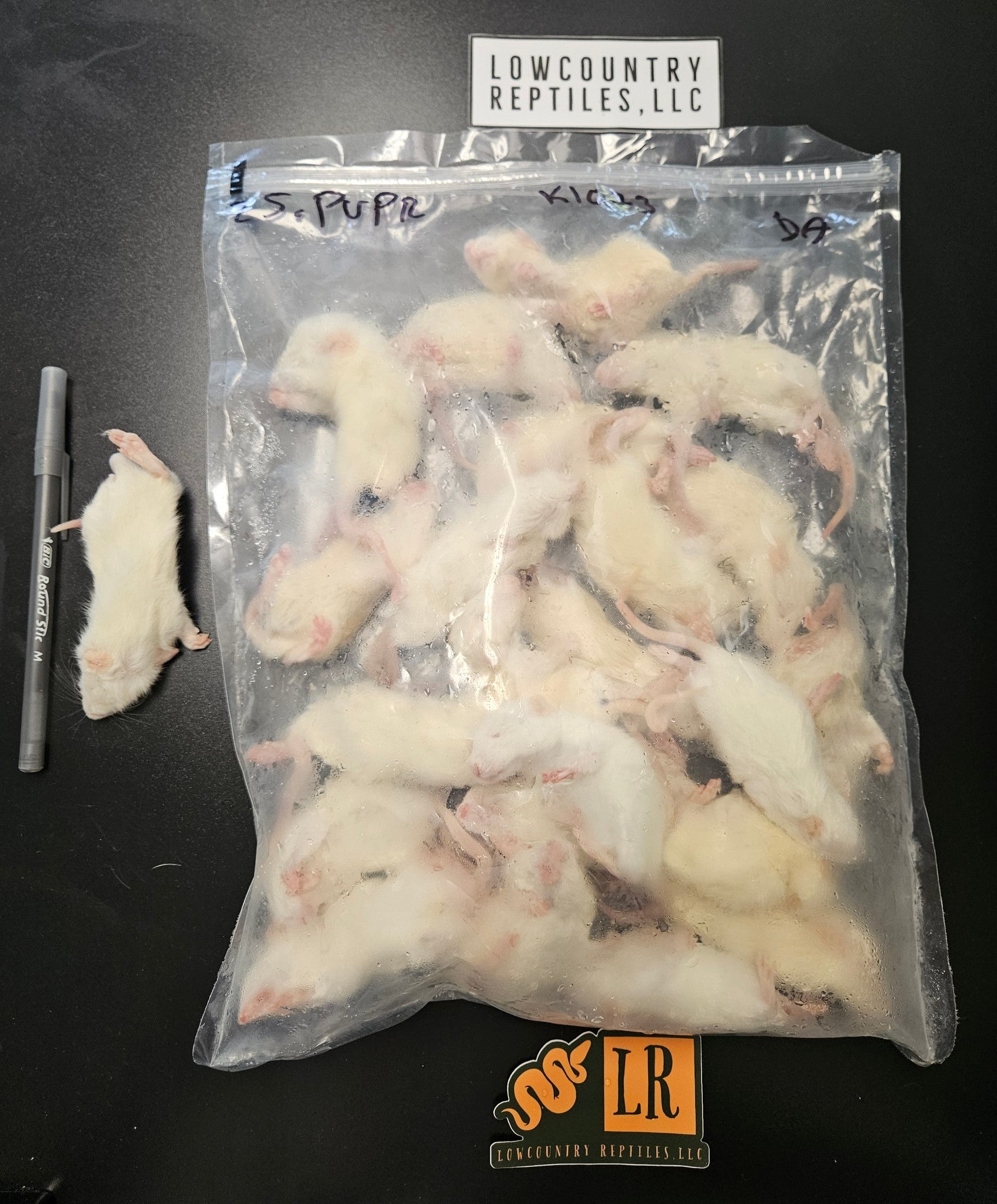 Rat Pups – Lowcountry Reptiles